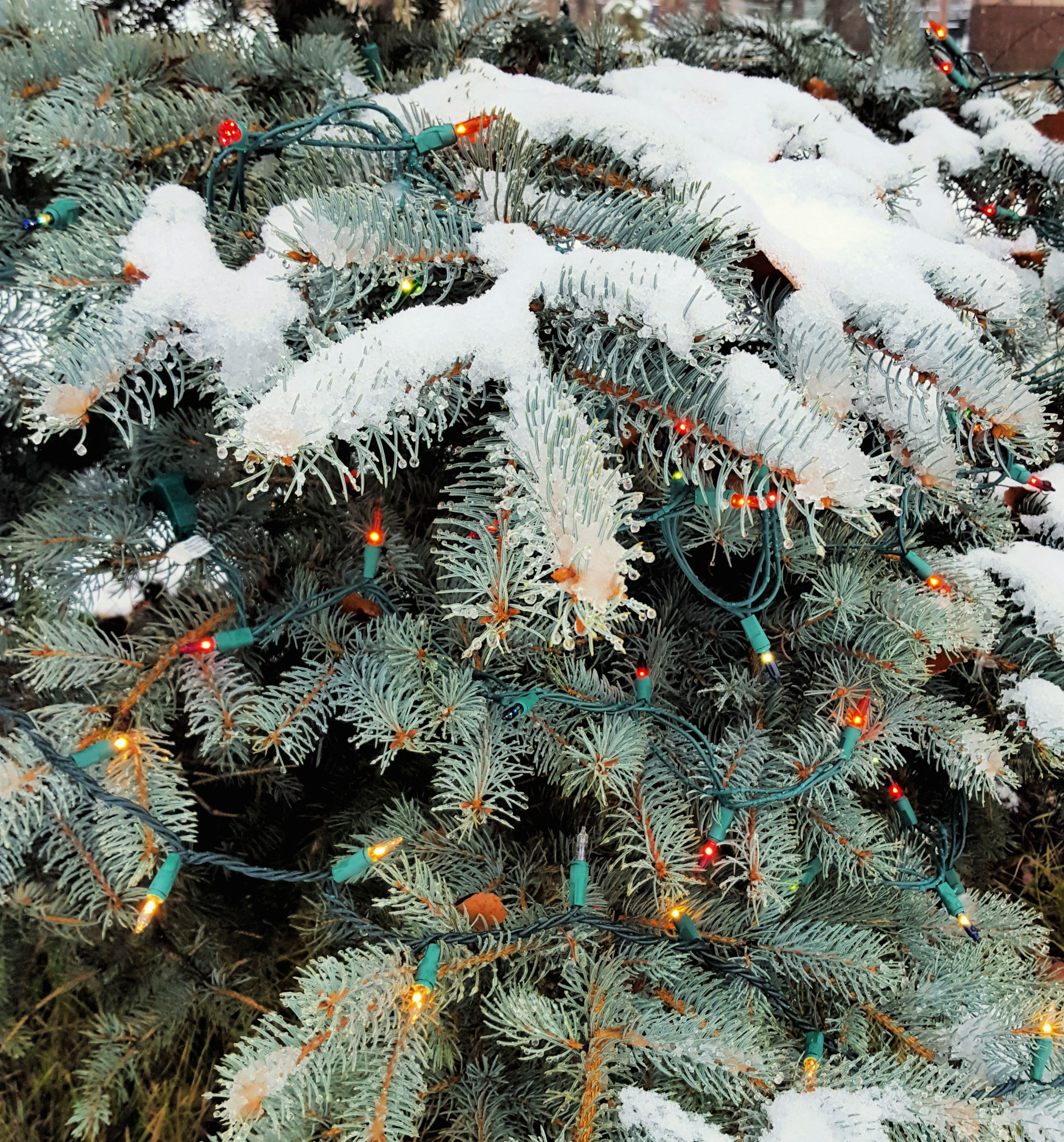 An Imperfect Christmas Tree | StorytellerGirl